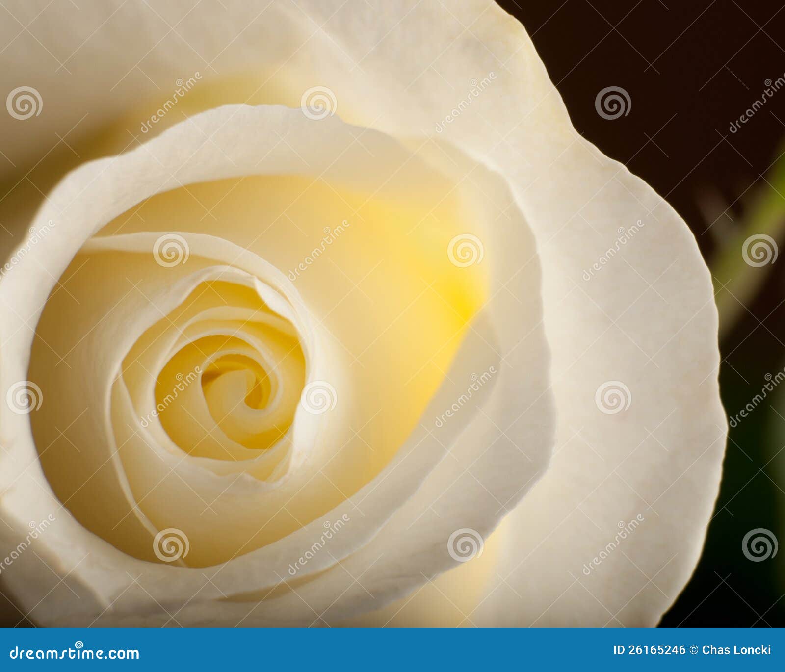 White Rose Macro stock photo. Image of flower, blossom - 26165246