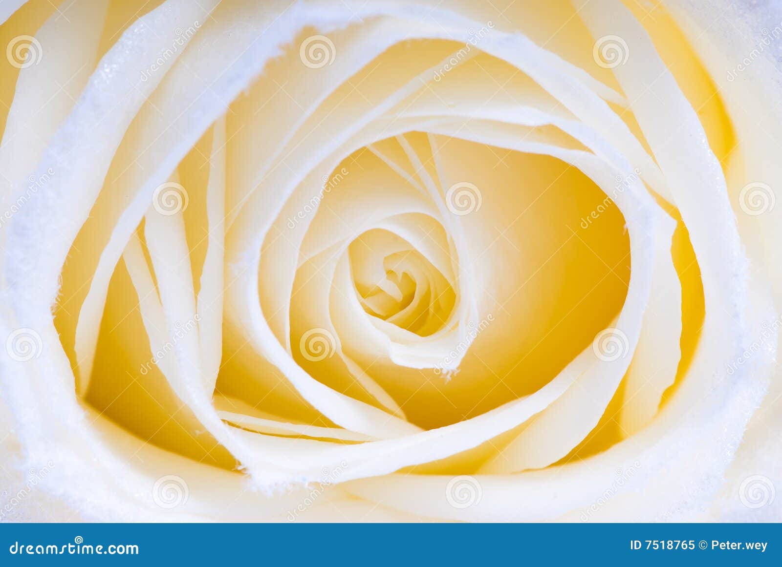 White rose macro stock image. Image of texture, rose, plant - 7518765