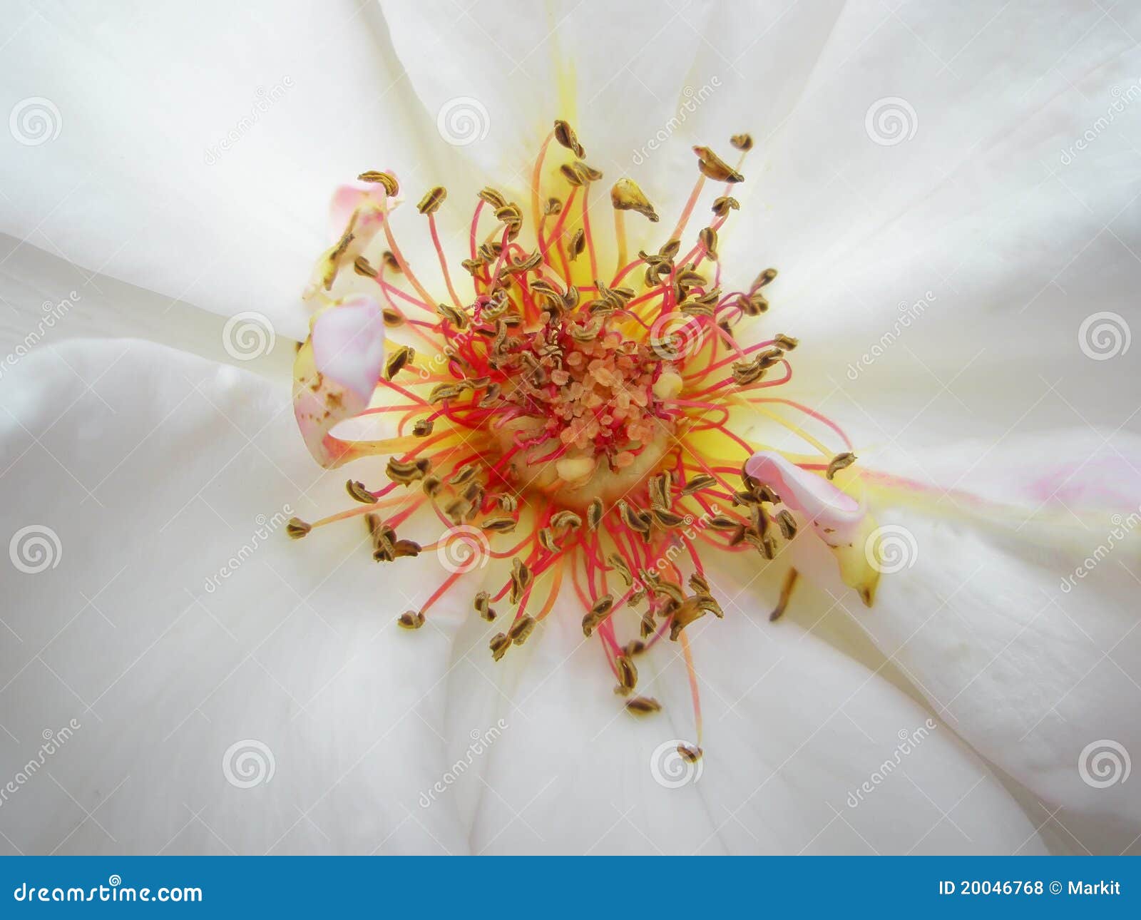 White rose. Macro photo stock photo. Image of blurry - 20046768