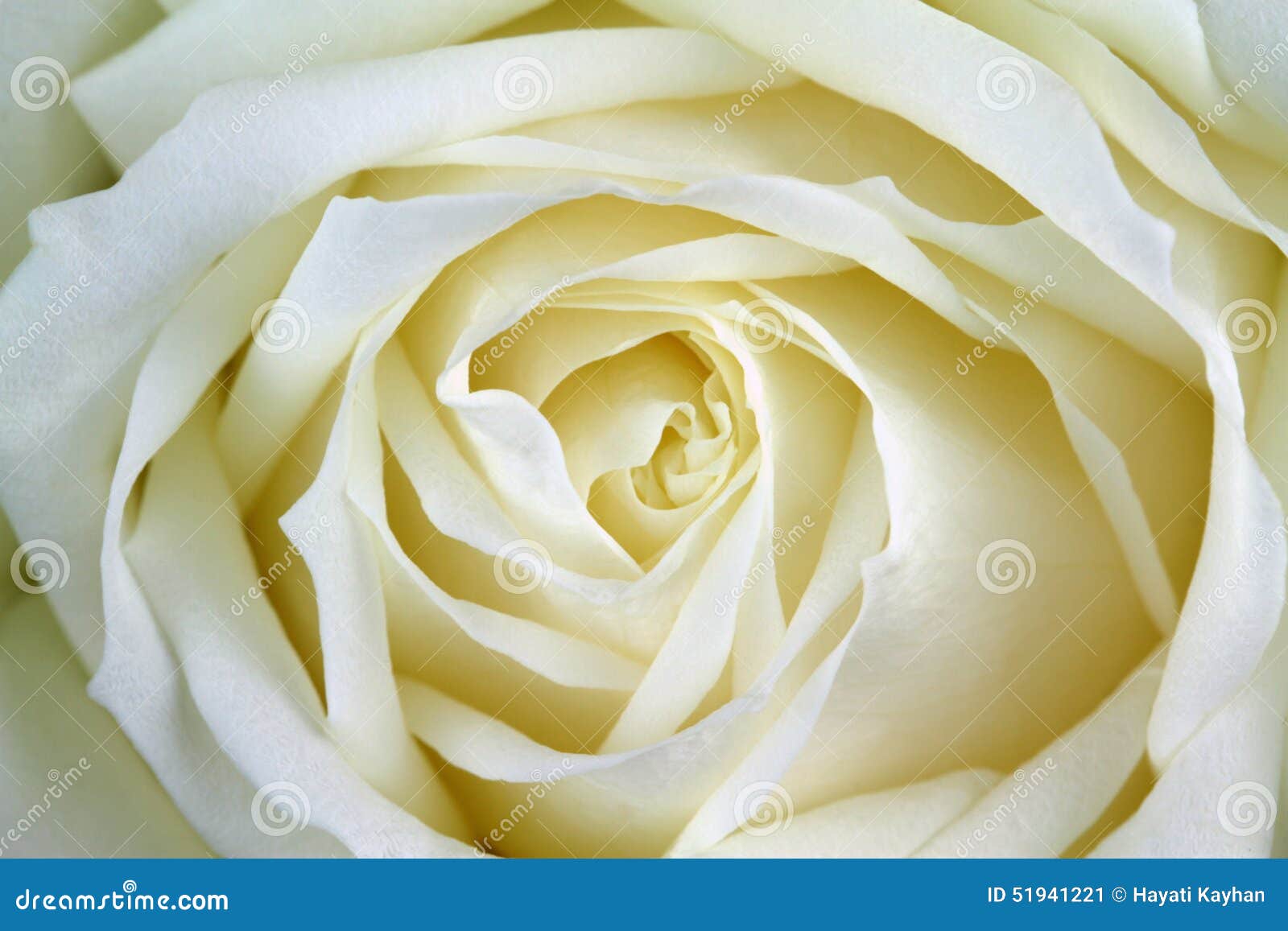 White rose in macro shot stock image. Image of decoration - 51941221