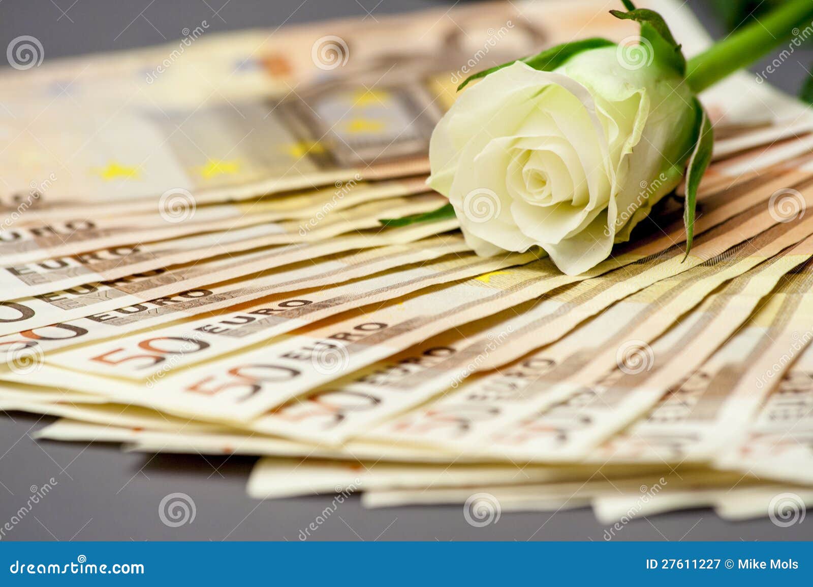White rose and money stock image. Image of white, euro - 27611227