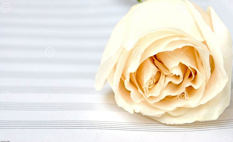 White rose on a music book stock image. Image of femininity - 2735539