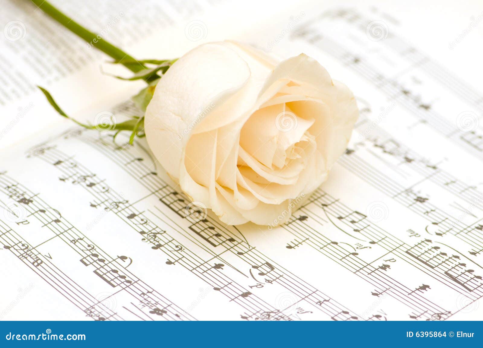 White Rose on the Musical Notes Stock Photo - Image of chord, single ...