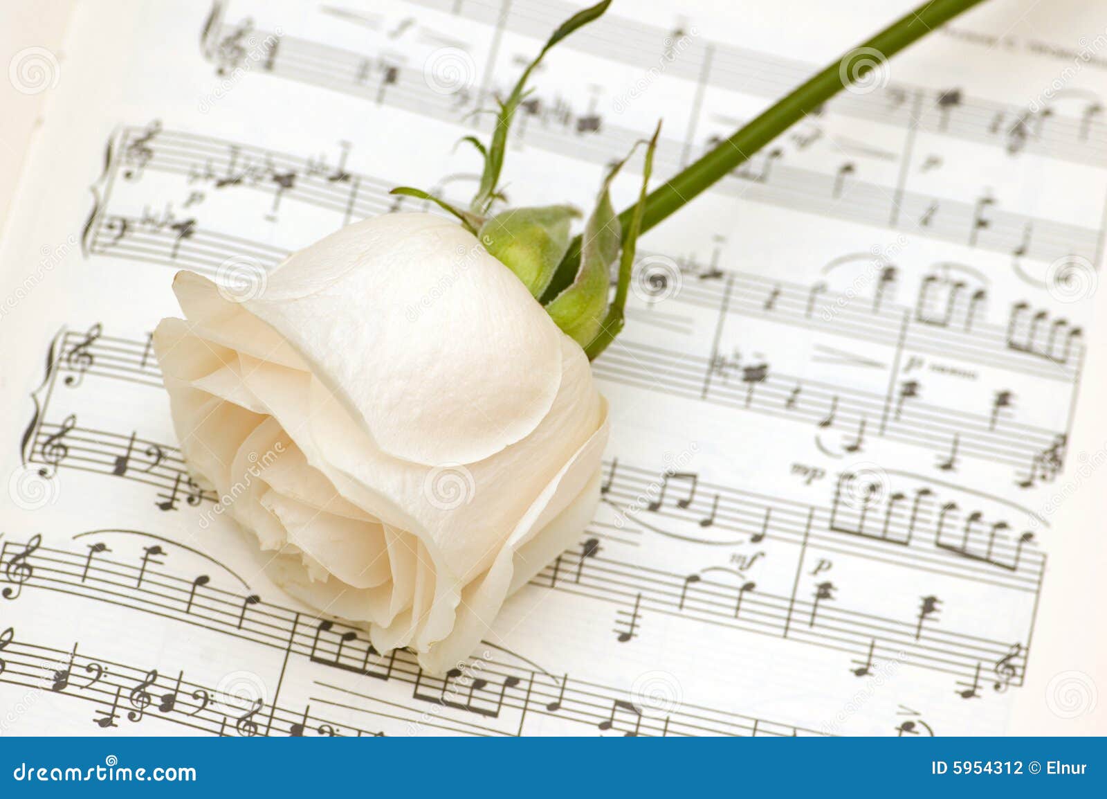 White Rose on the Musical Notes Page Stock Photo - Image of stem ...