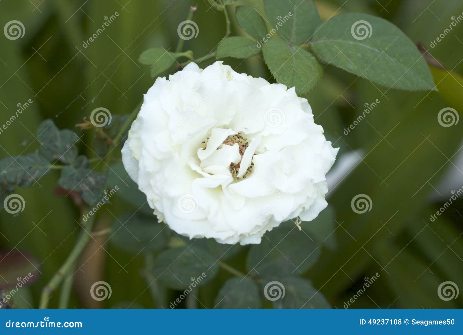White rose in the nature stock photo. Image of blossom - 49237108
