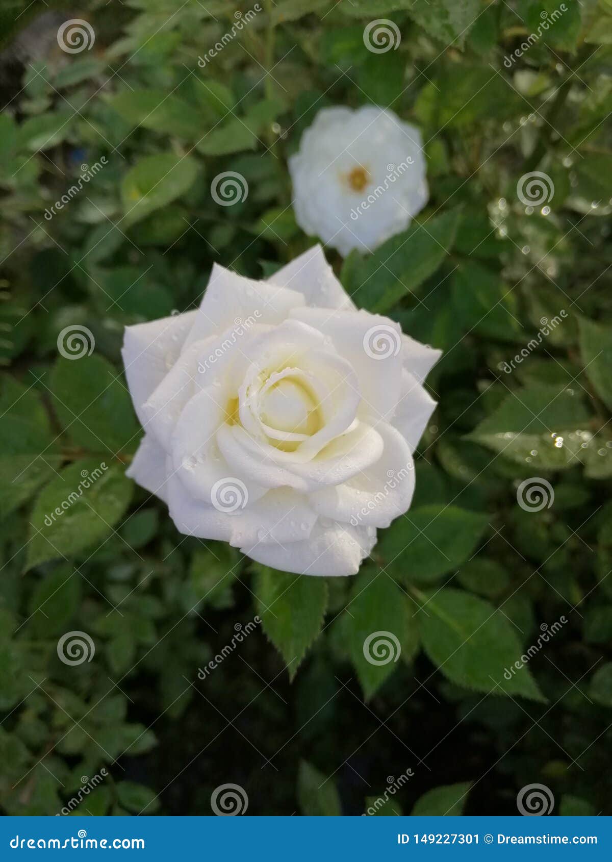 White Rose stock image. Image of outdoors, garden, nature - 149227301