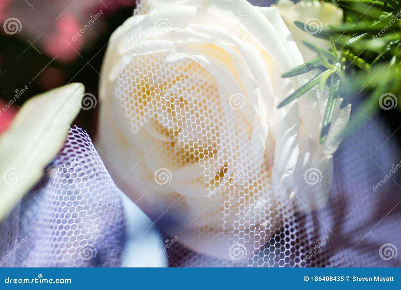 White Rose with Netting stock image. Image of closeup - 186408435
