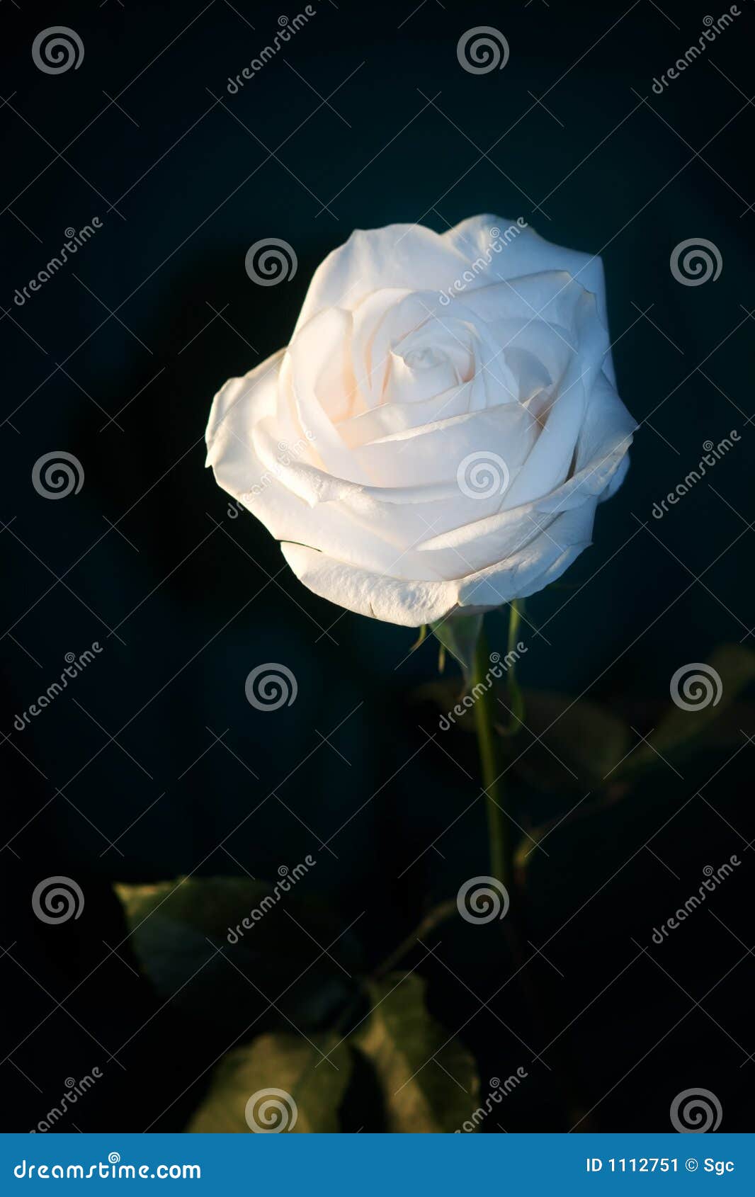 White rose in the night stock image. Image of closeup - 1112751