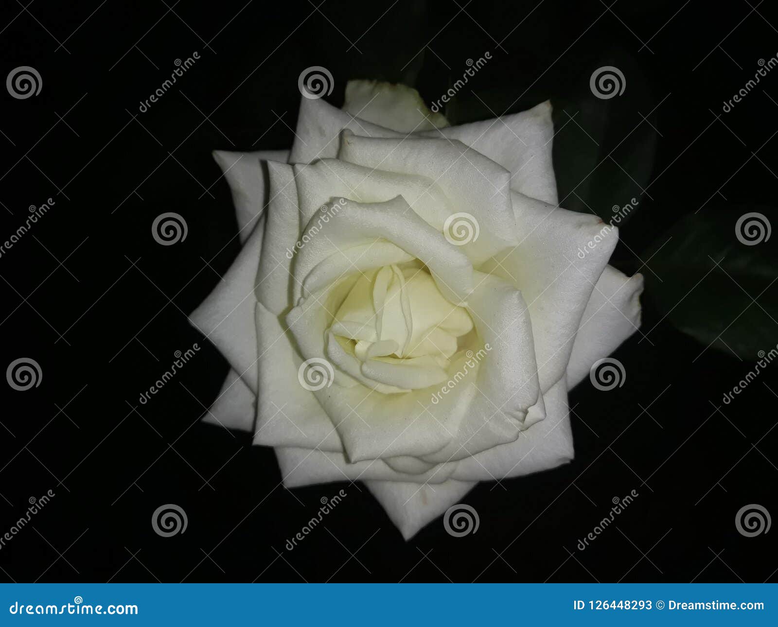 White rose at the night stock image. Image of rose, colour - 126448293