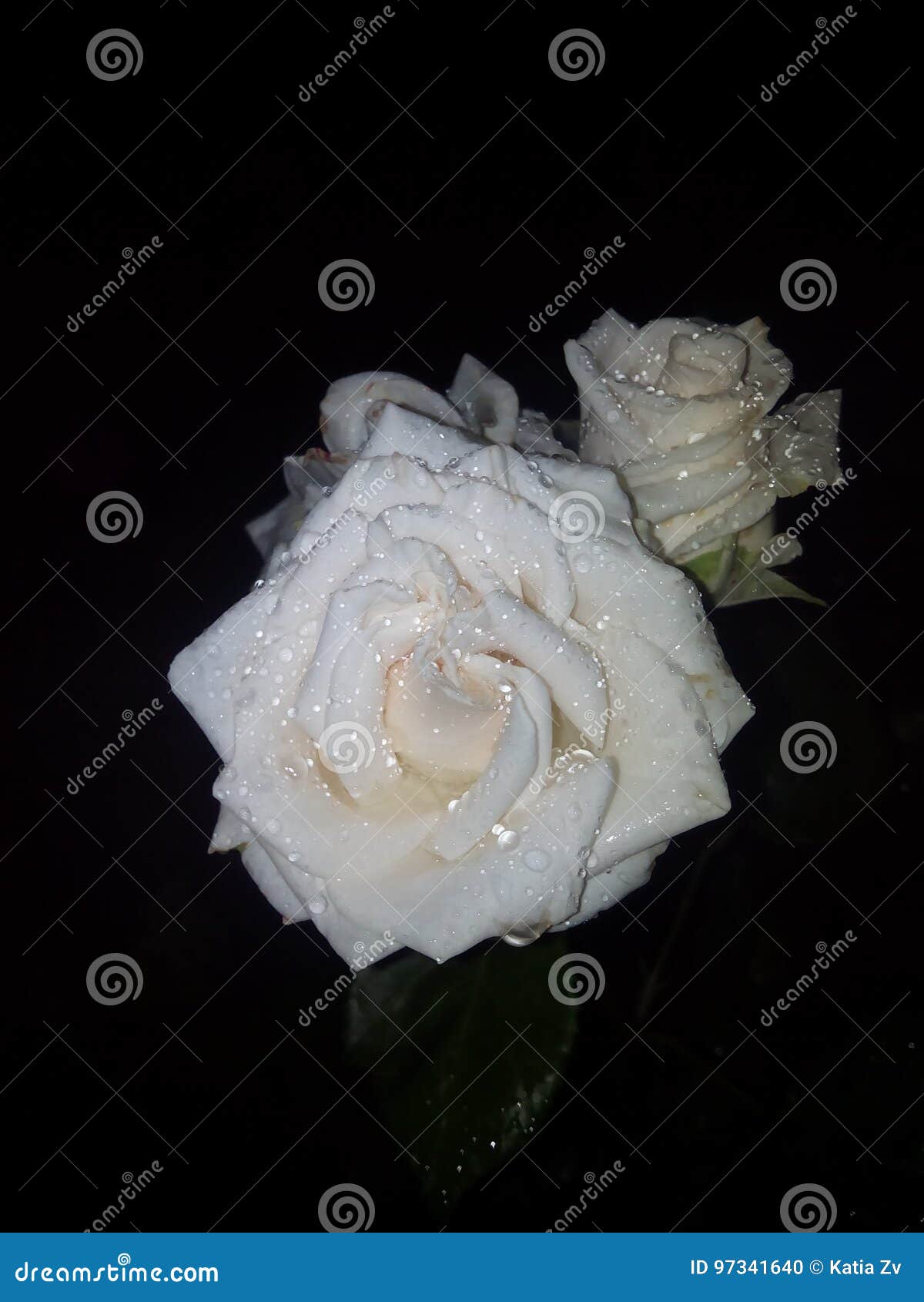 White rose stock photo. Image of night, white, rain, drops - 97341640