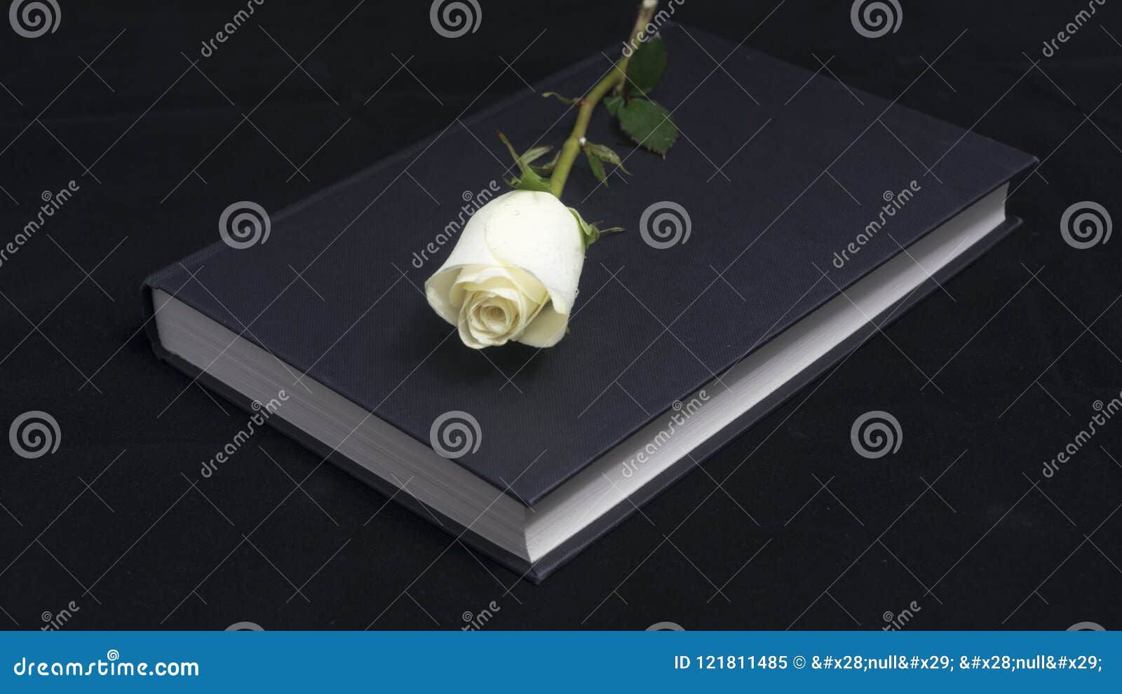 White rose and notebook stock image. Image of flower - 121811485
