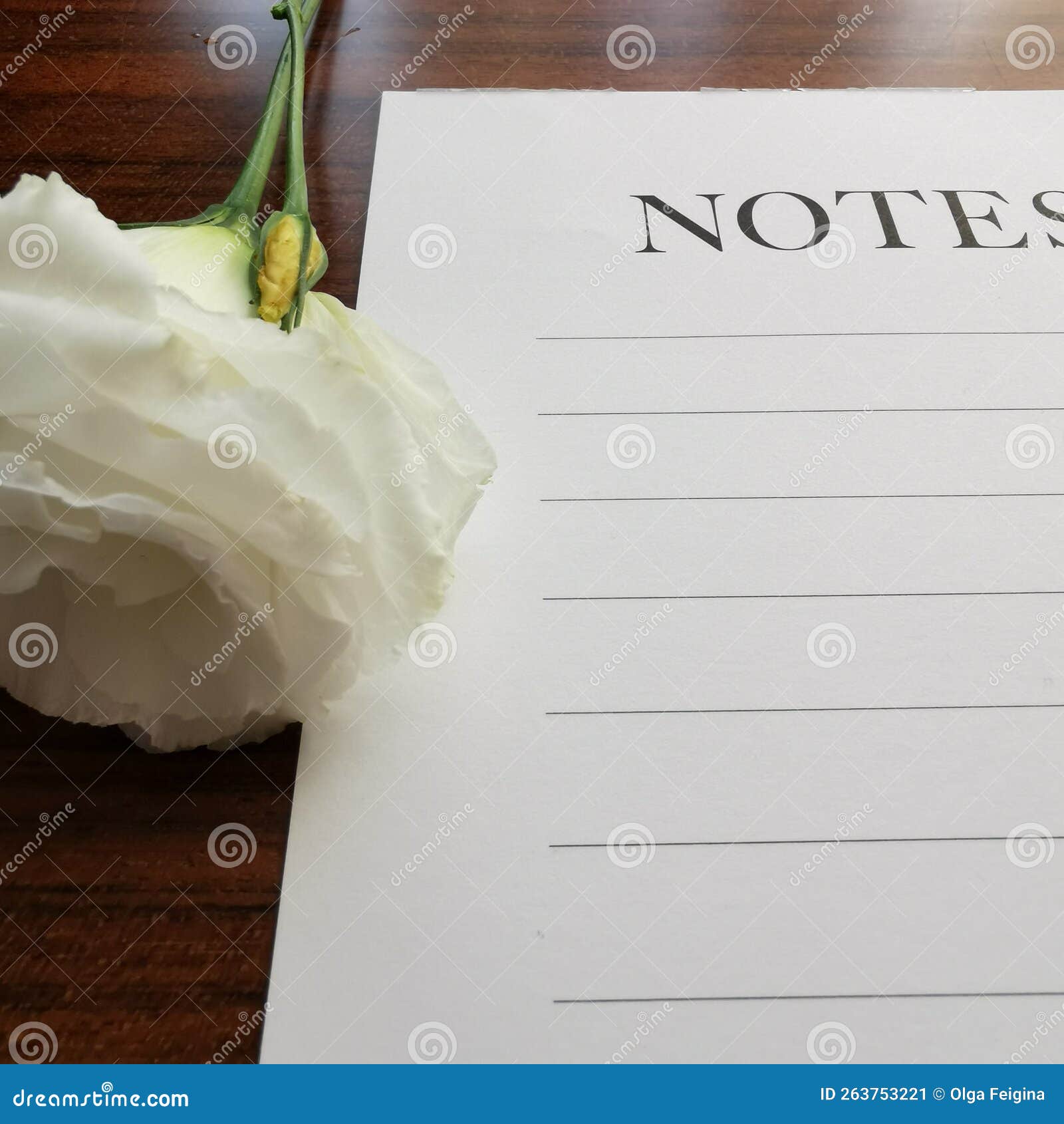 White Rose and Notepad Close-up. Stock Image - Image of love, green ...