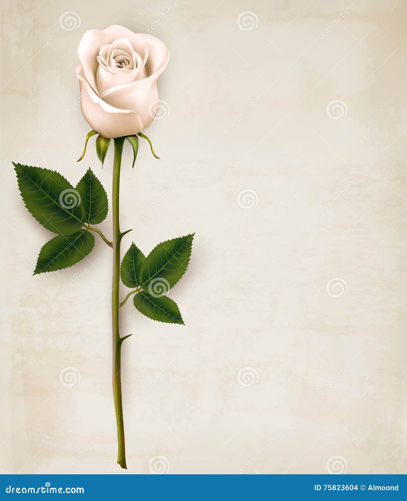 White Rose on Paper Background. Stock Vector - Illustration of plant ...