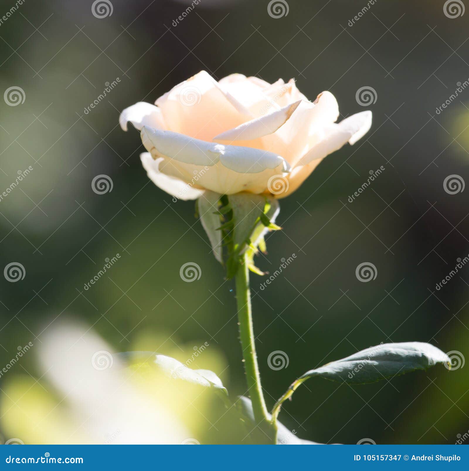 White Rose in a Park on the Nature Stock Image - Image of rose, side ...