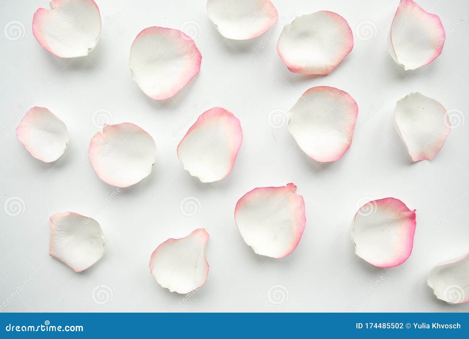 White Rose Petals on White Background. Stock Photo - Image of blossom ...
