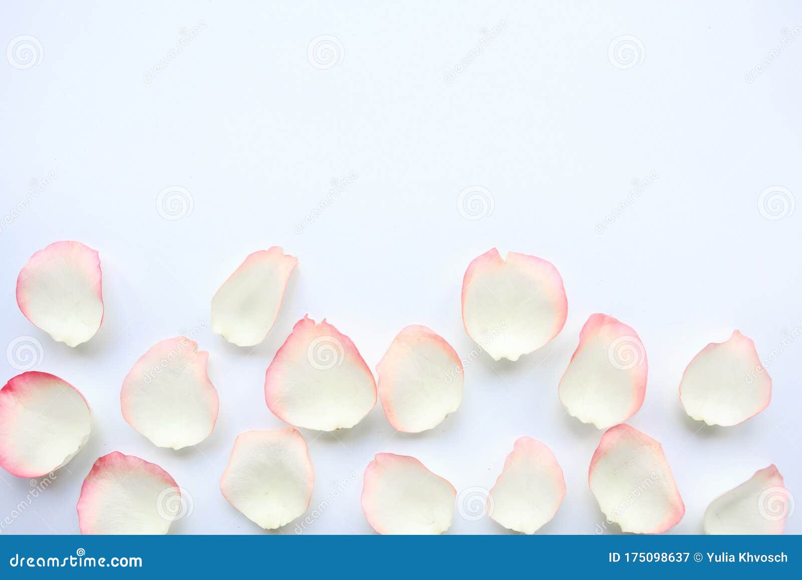 White Rose Petals on White Background. Stock Image - Image of isolated ...