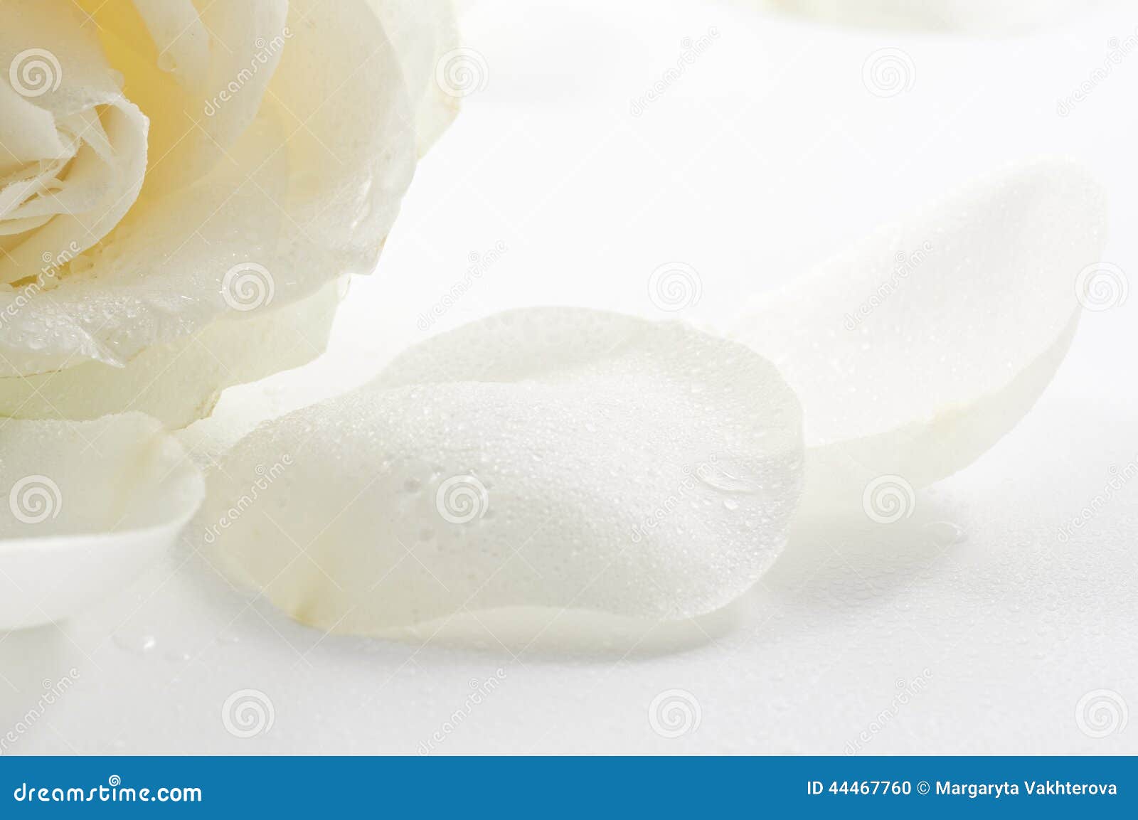 White Rose with Petals Close-up Stock Photo - Image of space, clear ...