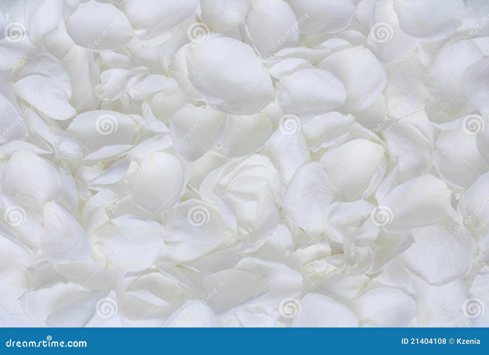 White rose petals texture stock photo. Image of cosmetology - 21404108