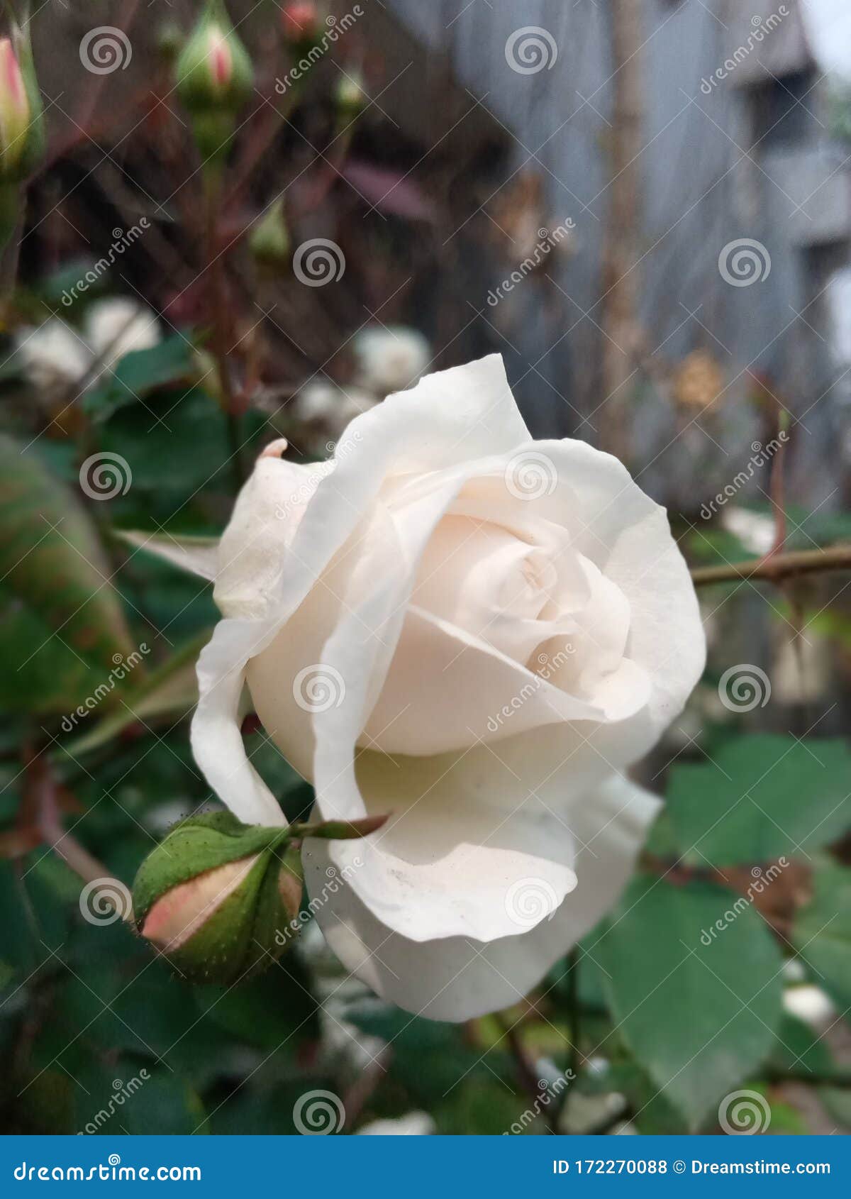 A White Rose the Picture is DSLR Camera Stock Photo - Image of rose ...