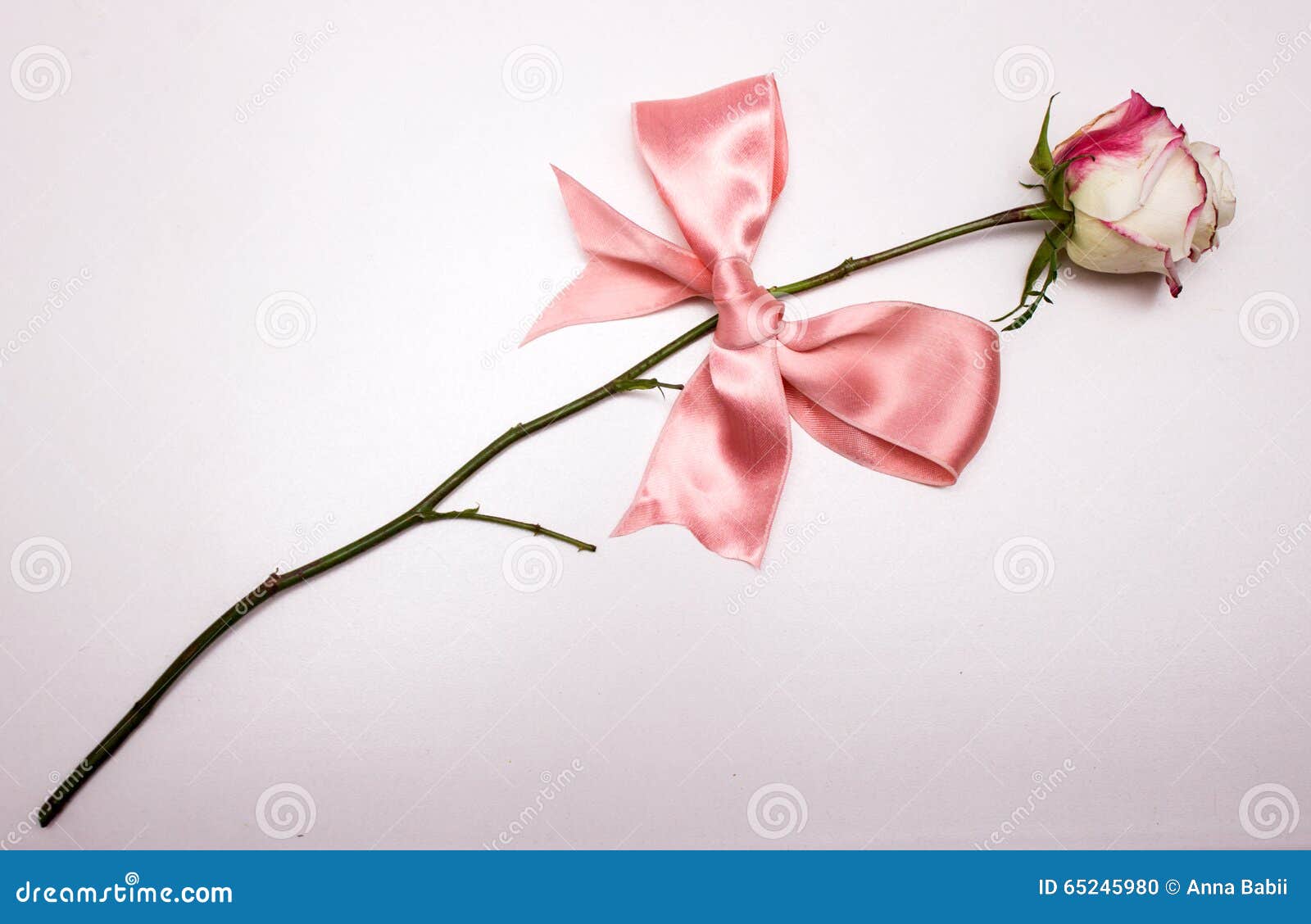 White rose with pink bow stock photo. Image of flower - 65245980
