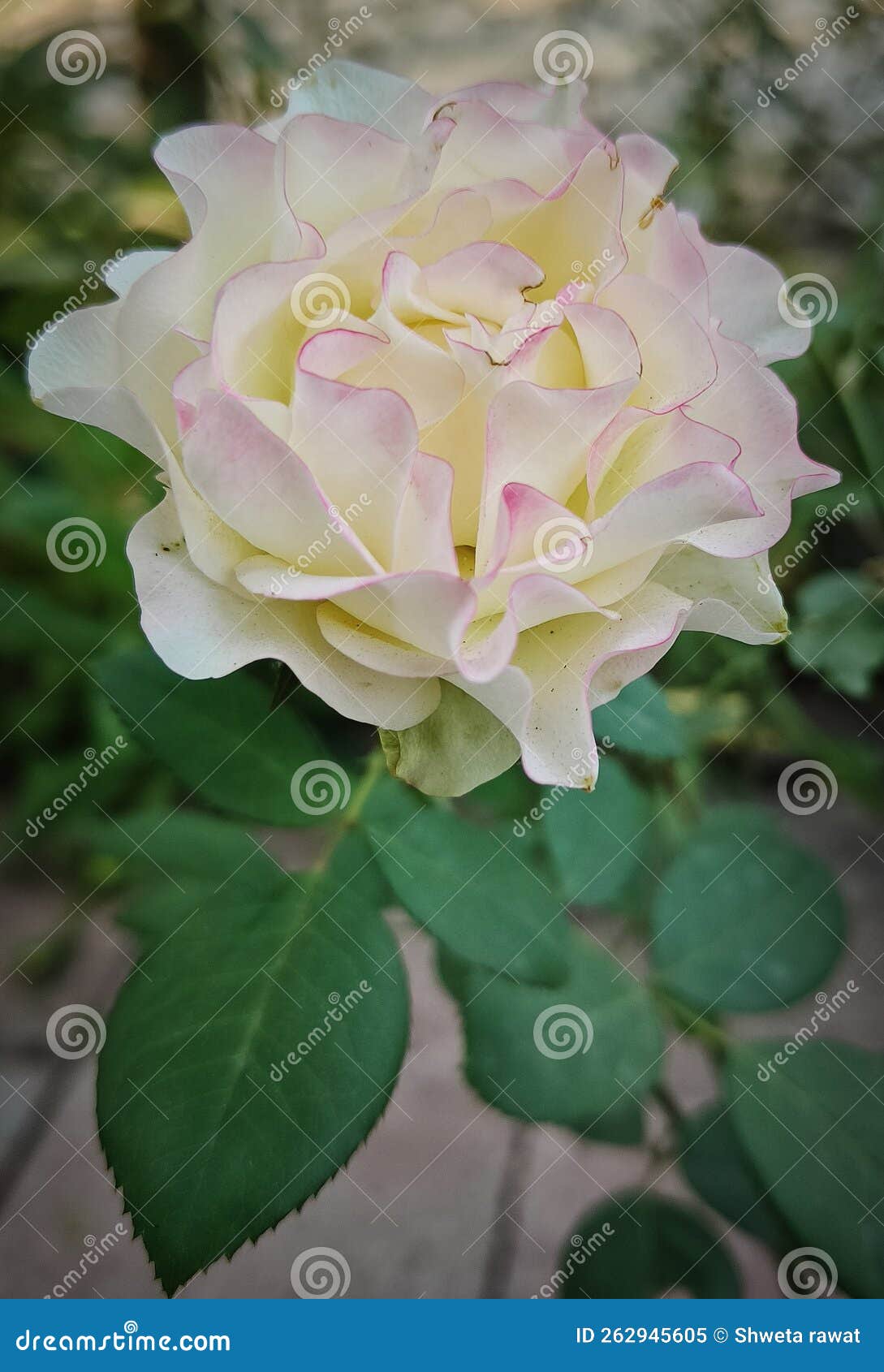 White Rose with Pink Highlights Stock Image - Image of nature, rose ...
