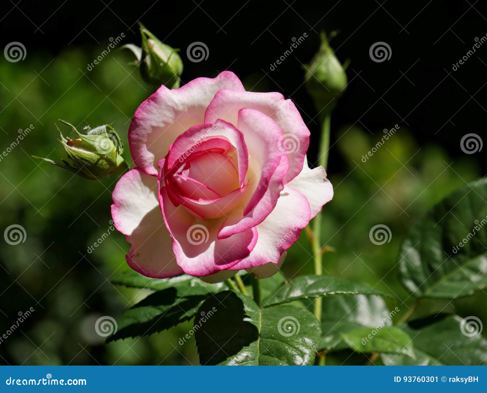 White Rose with Pink Tips, Front View Stock Image - Image of green ...