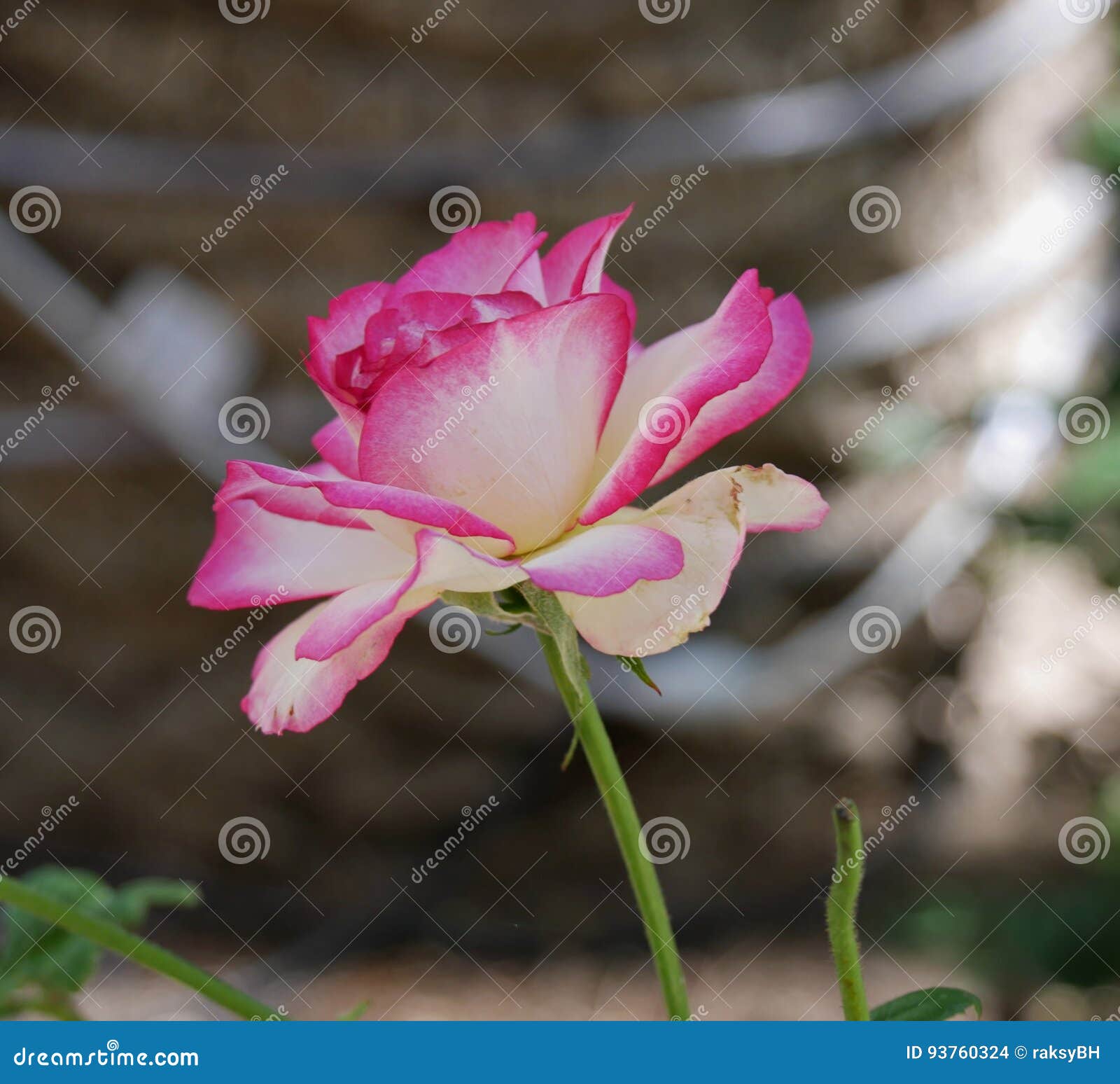 White Rose with Pink Tips, Side View Stock Photo - Image of nature ...