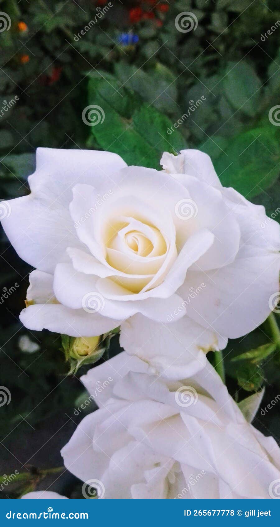 White Rose PlantðŸŒ¹nature Love Stock Photo - Image of white ...