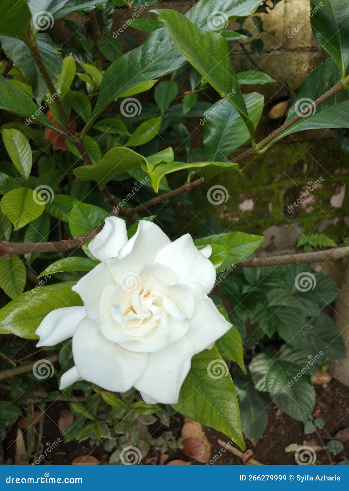 White rose plant stock image. Image of garden, blossom - 266279999
