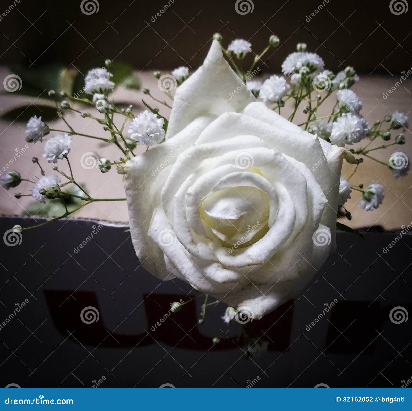 White Rose stock photo. Image of gypsophila, wedding - 82162052