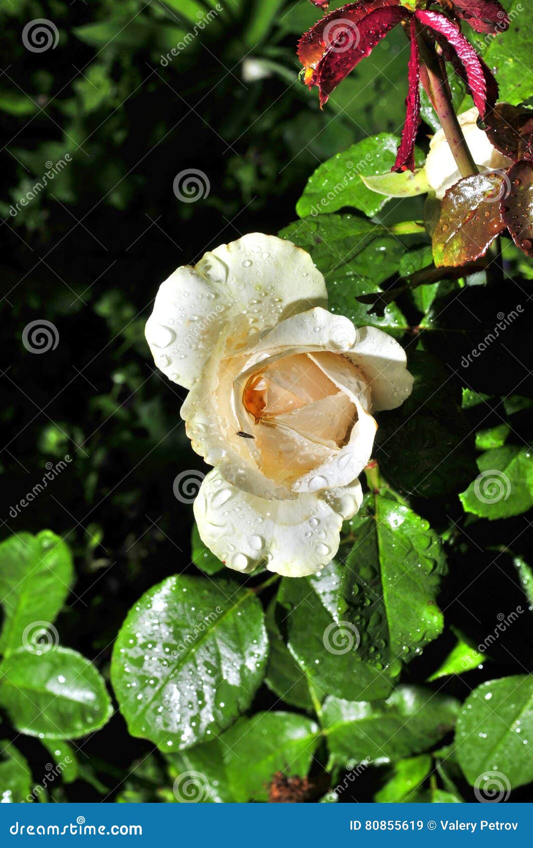White Rose with Rain Drops on the Petals. Stock Image - Image of color ...