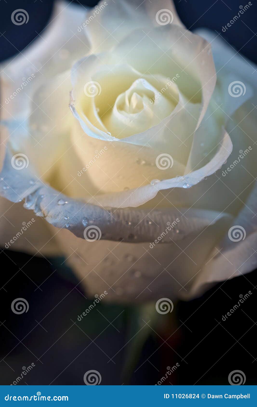 3,223 White Rose Raindrops Stock Photos - Free & Royalty-Free Stock ...