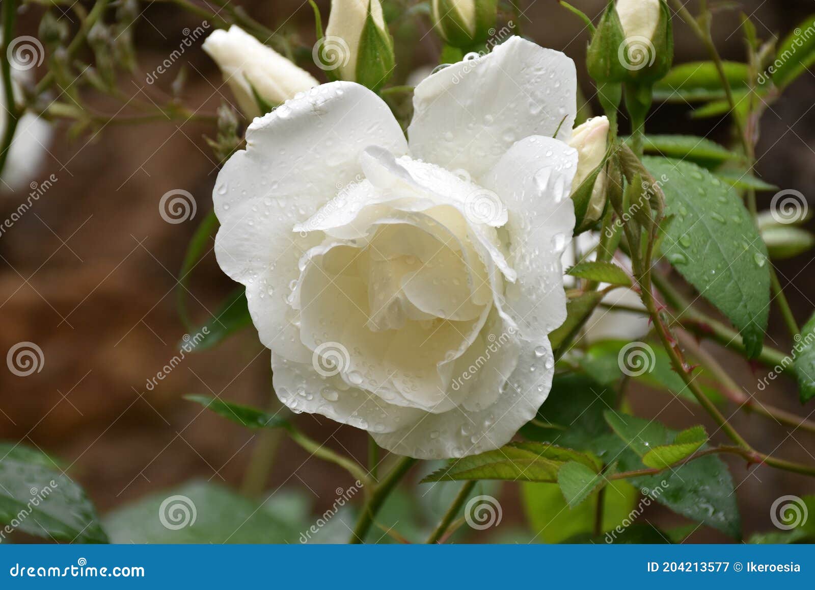 White rose with raindrops. stock image. Image of charm - 204213577