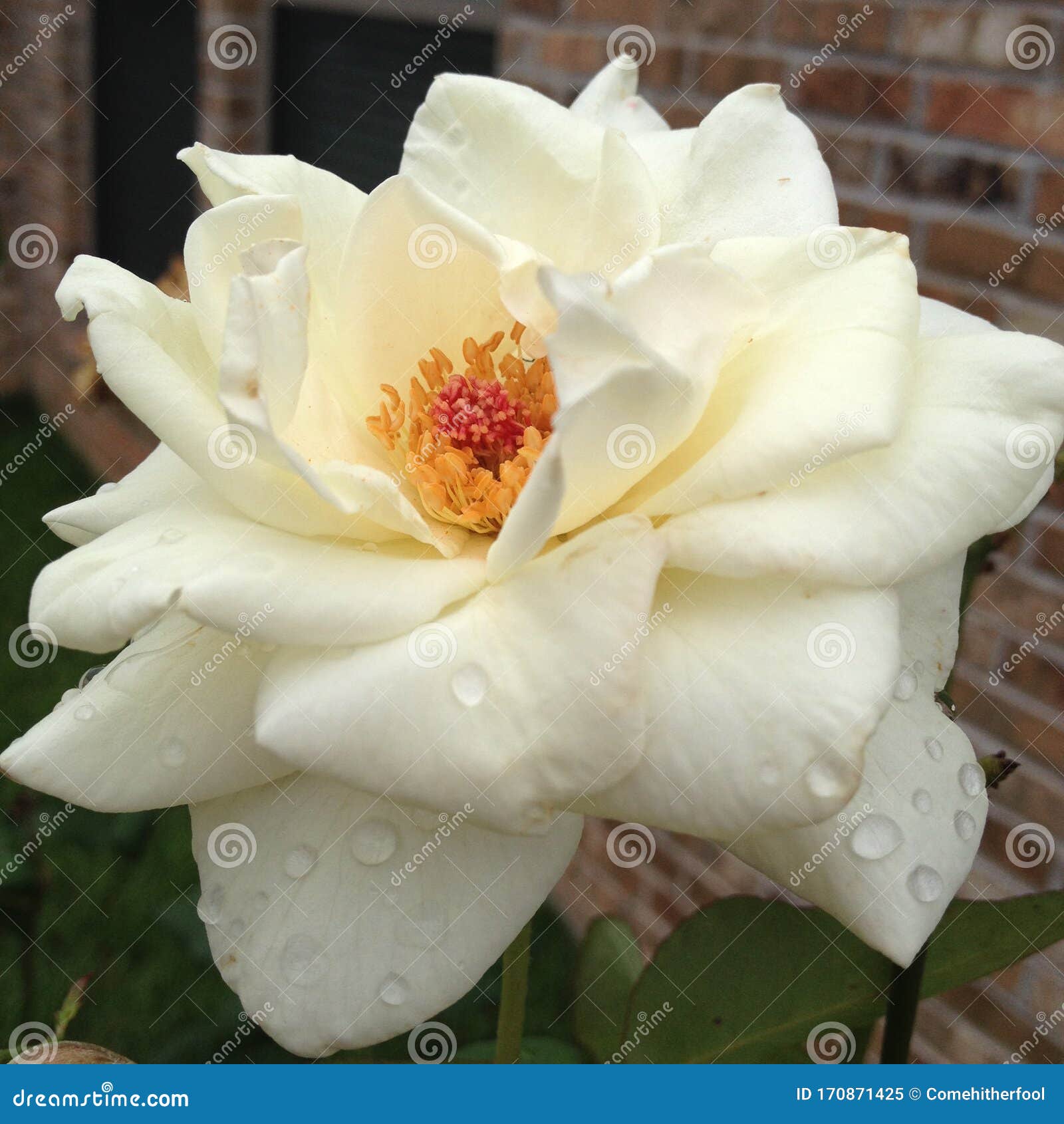 White Rose with raindrops stock image. Image of flower - 170871425