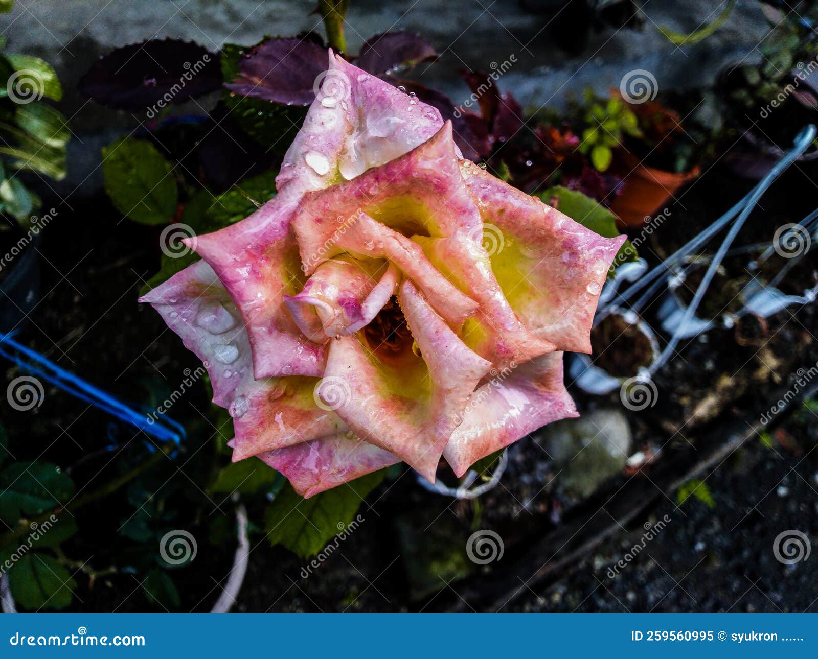 White rose after rainning stock image. Image of rose - 259560995
