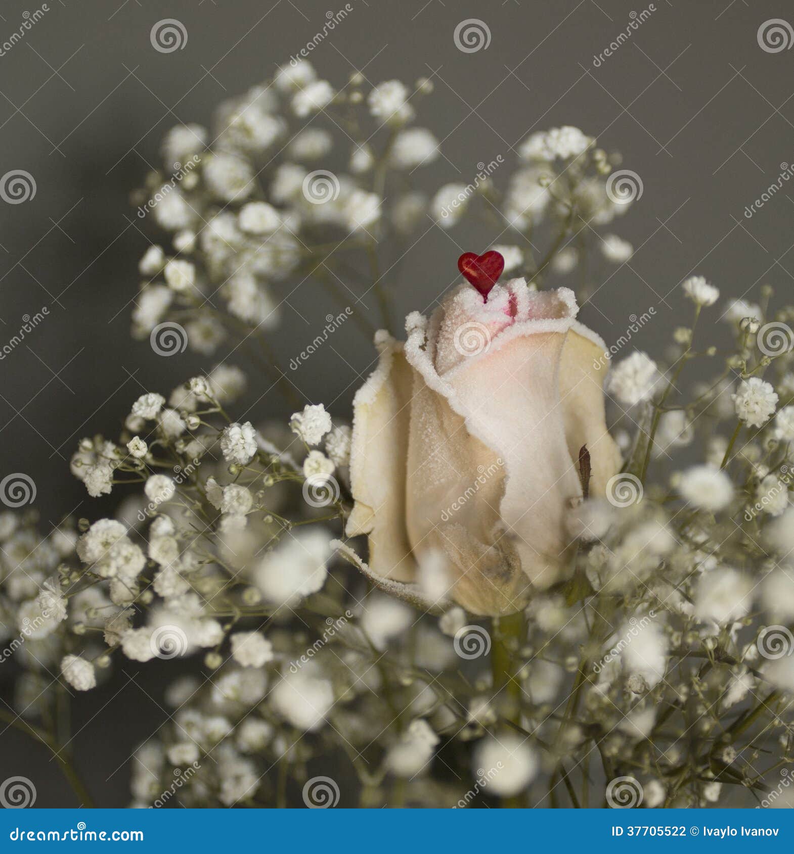 A White Rose with Red Heart Stock Photo - Image of heart, rose: 37705522
