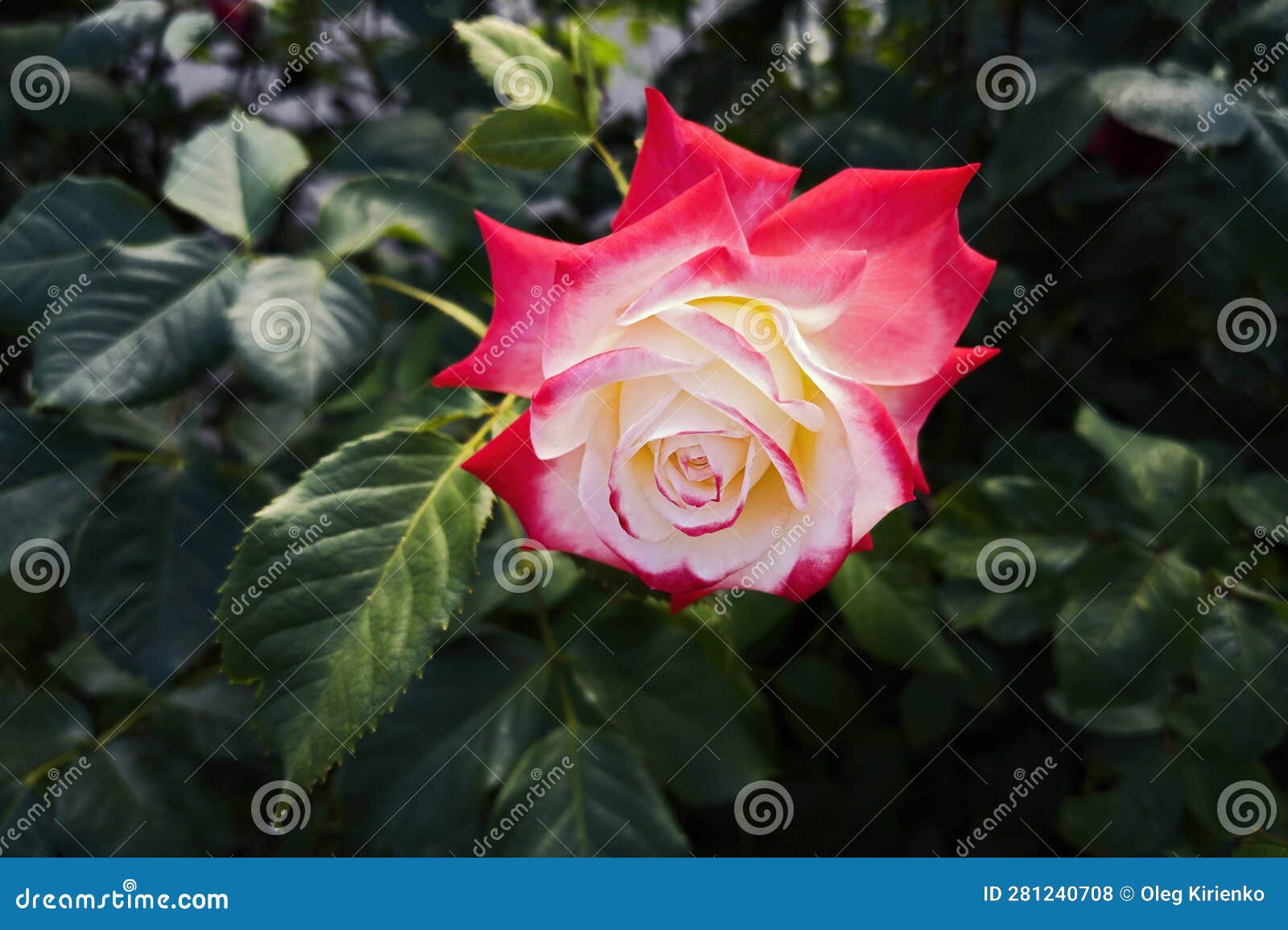 White Rose with Red Leaf Edges, Against a Background of Dark Green ...