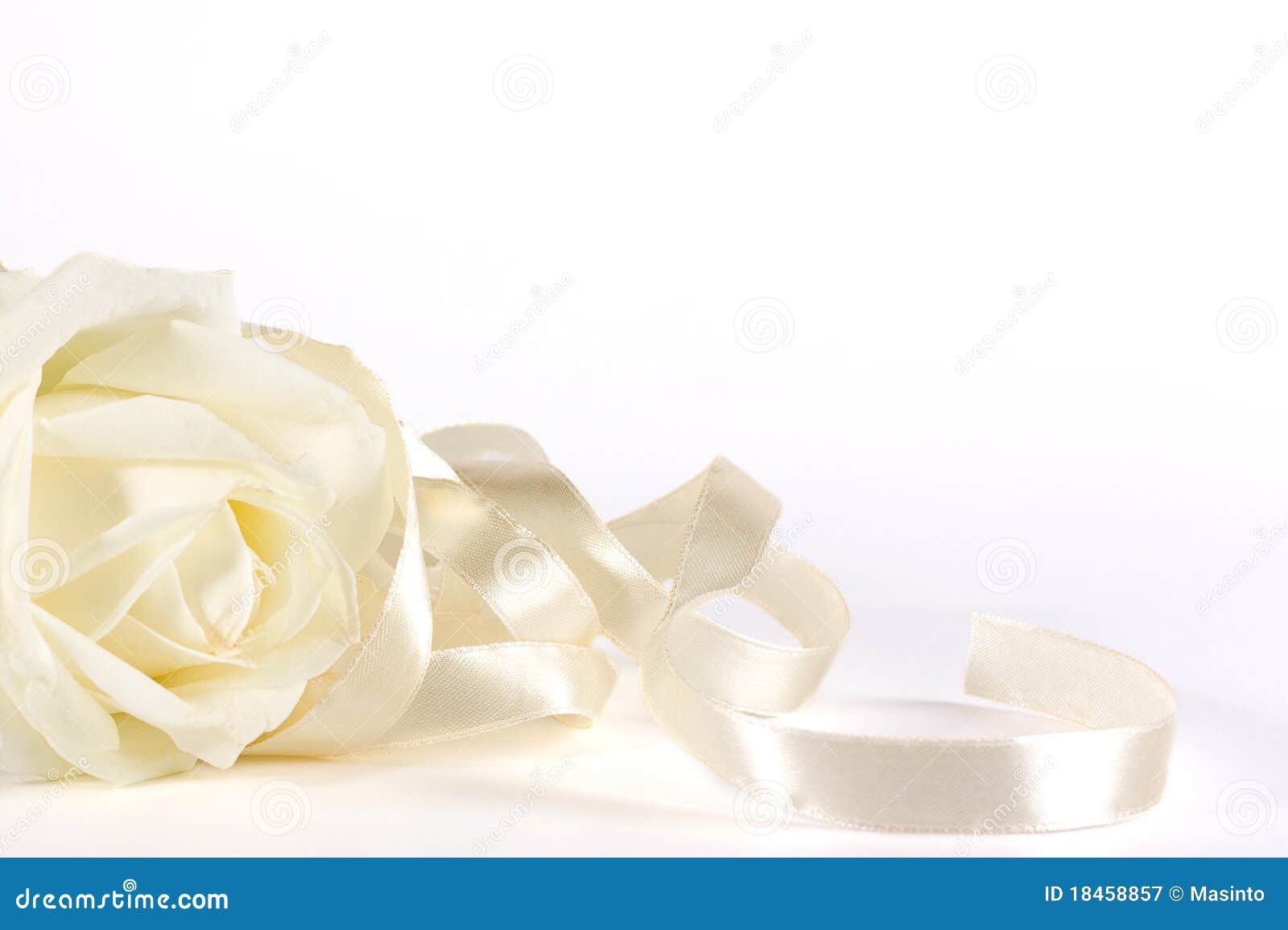 White rose and ribbon stock image. Image of petals, background - 18458857