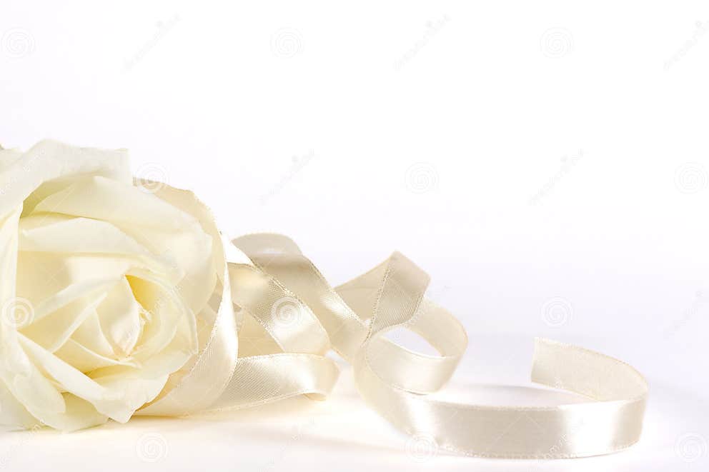 White rose and ribbon stock image. Image of petals, background - 18458857