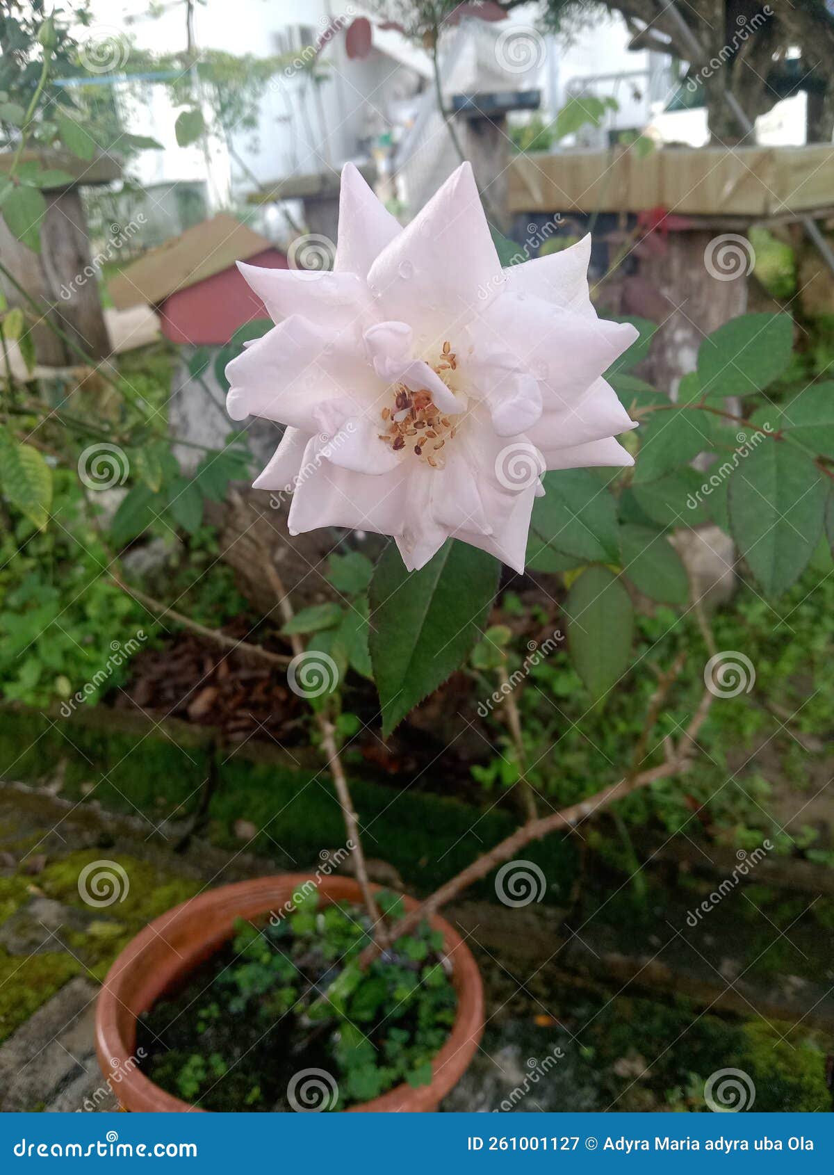 The White Rose of Sabah, Malaysia Stock Image - Image of rose, white ...