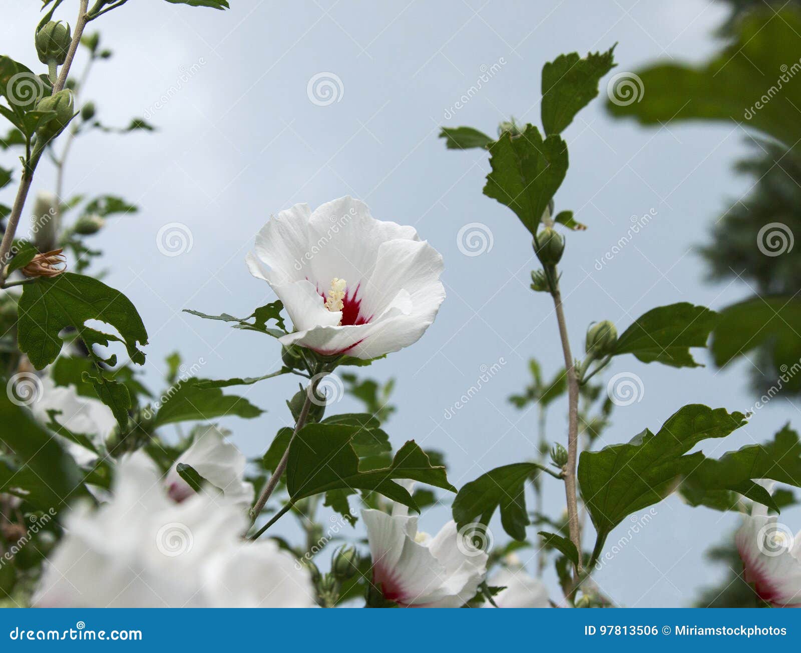 White Rose of Sharon Shrub in a Garden Stock Photo - Image of shrub ...