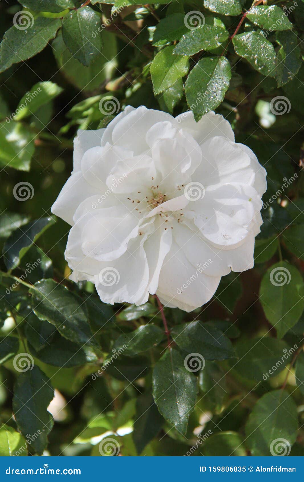 White Rose Shrub stock image. Image of gardening, botany - 159806835