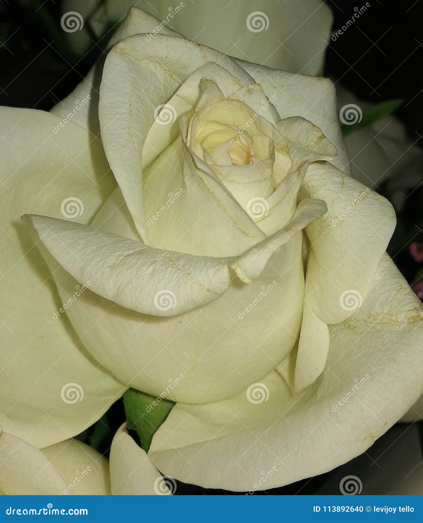 White rose stock photo. Image of clean, white, purity - 113892640