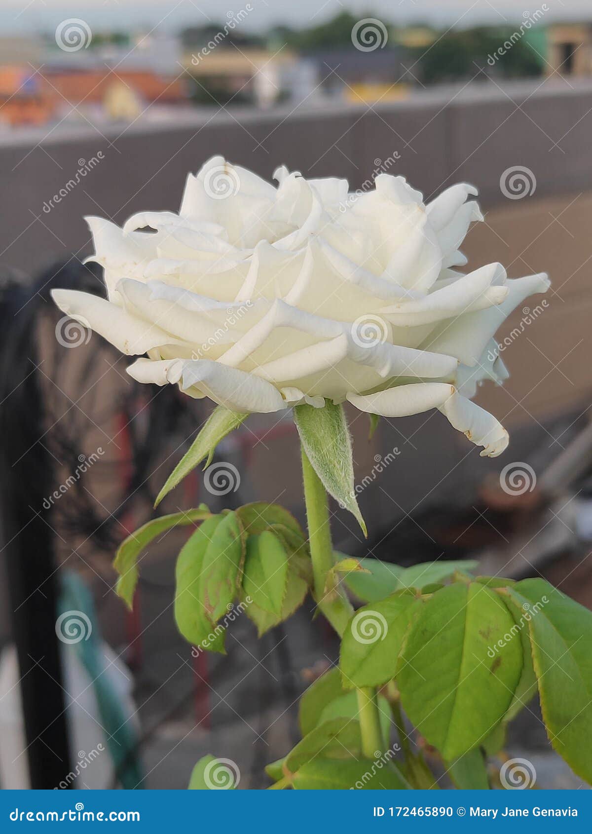 White Rose for simplicity stock photo. Image of simplicity - 172465890