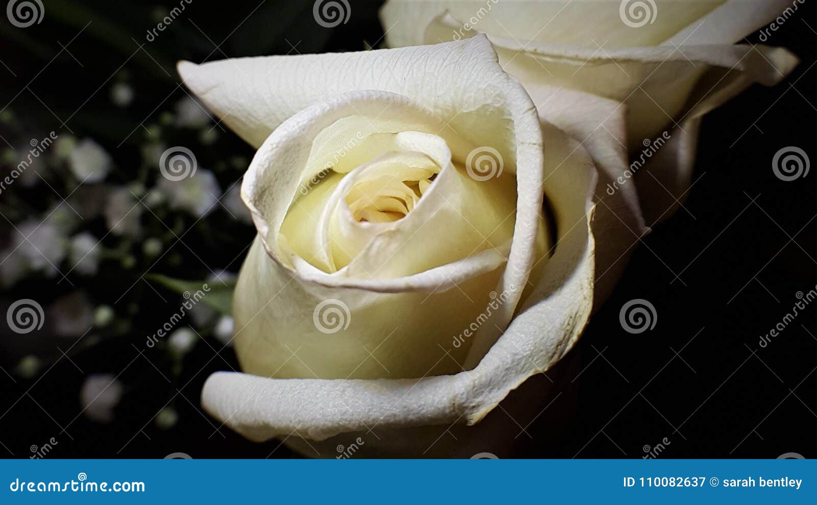 Simple Beauty stock image. Image of simplicity, white - 110082637