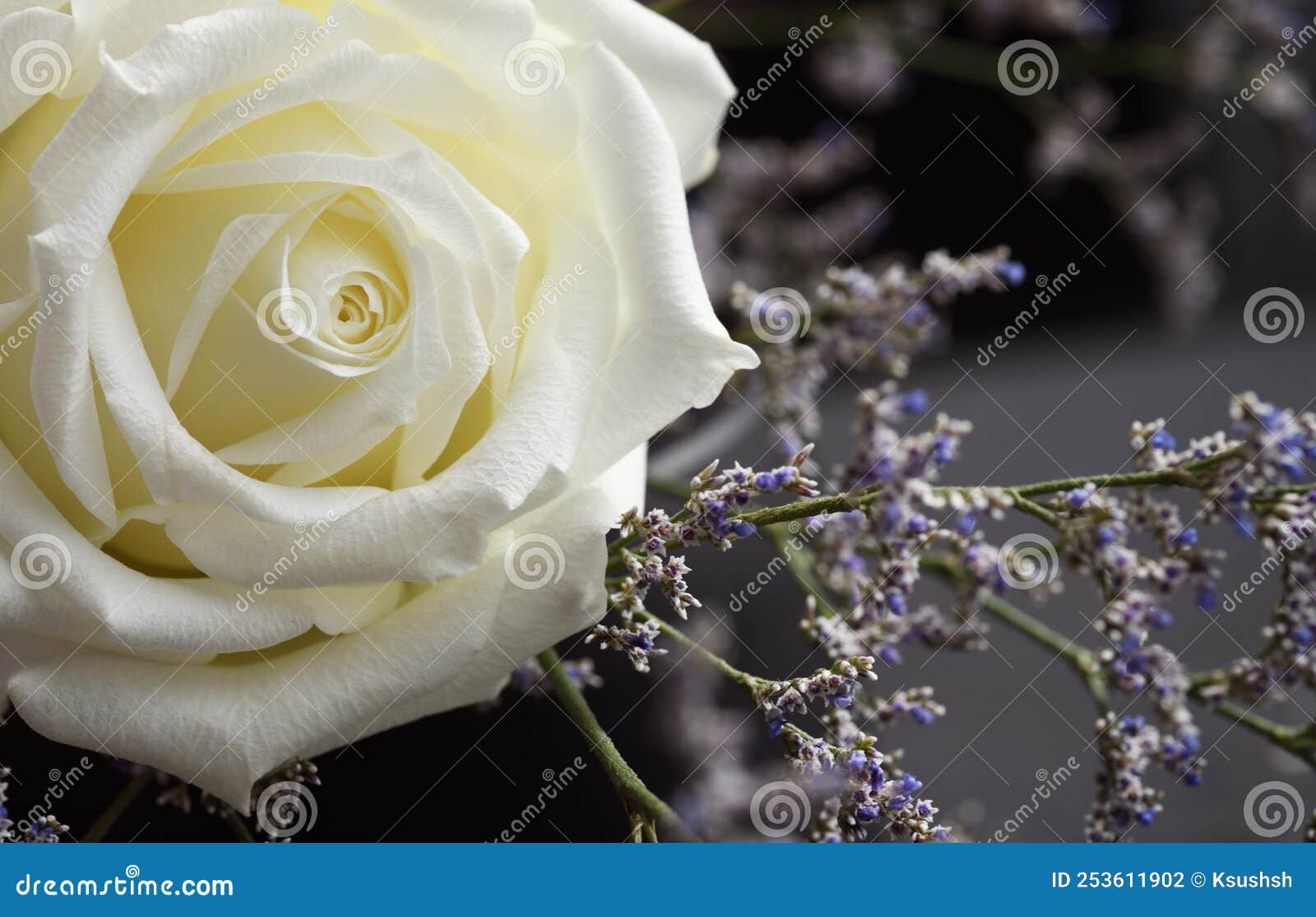 White Rose and Small Flowers on Dark Background Stock Photo - Image of ...
