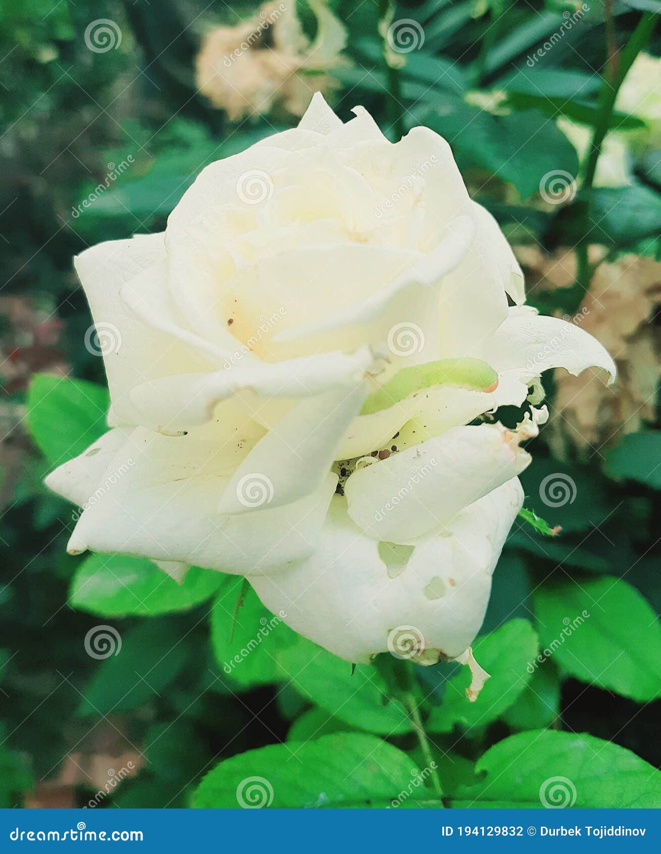 White rose in small garden stock photo. Image of garden - 194129832