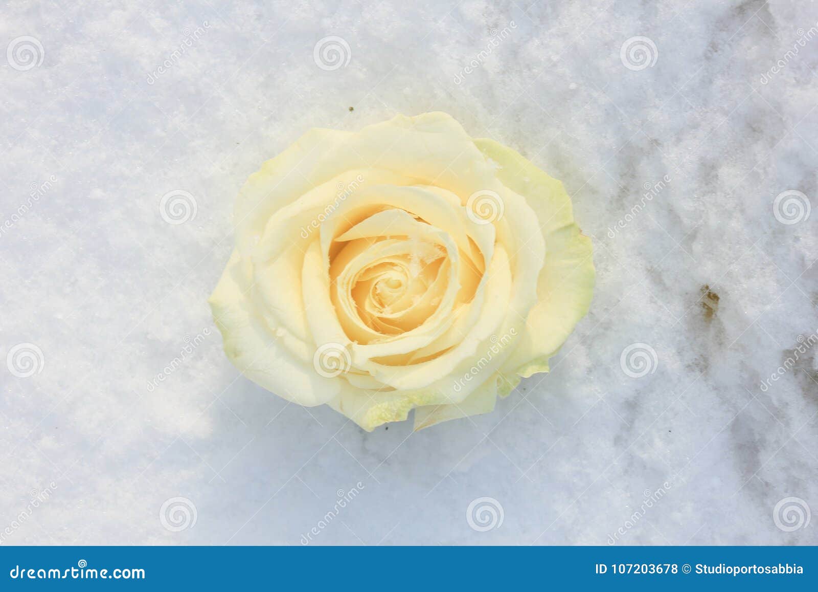 White rose in the snow stock photo. Image of crystal - 107203678