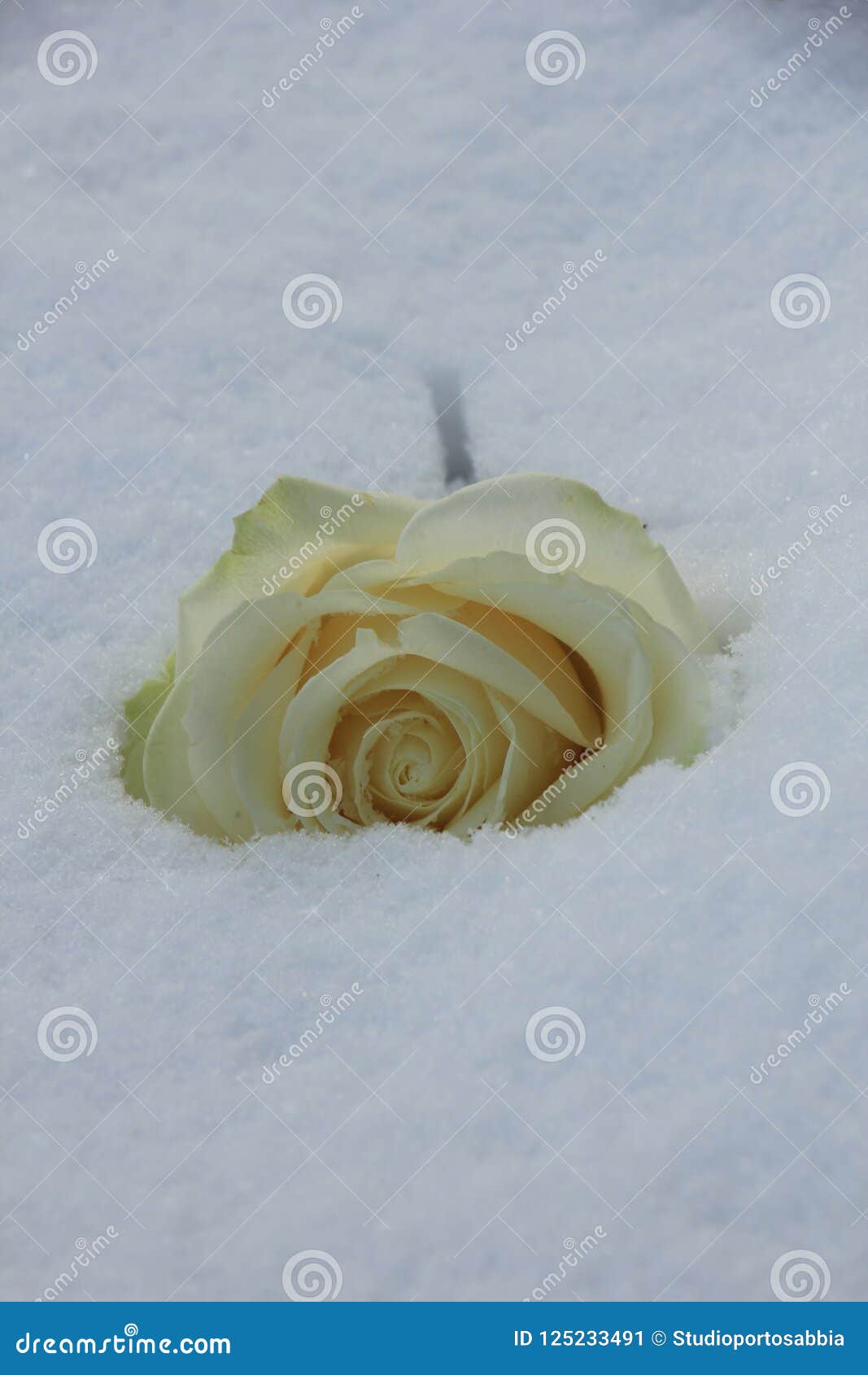 White rose in the snow stock image. Image of snowflake - 125233491