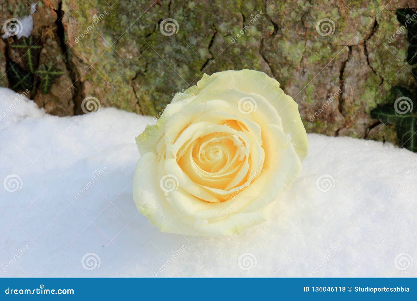 White rose in the snow stock photo. Image of blossom - 136046118